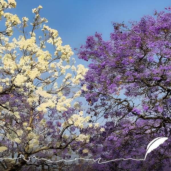 jacaranda tree flowering time
